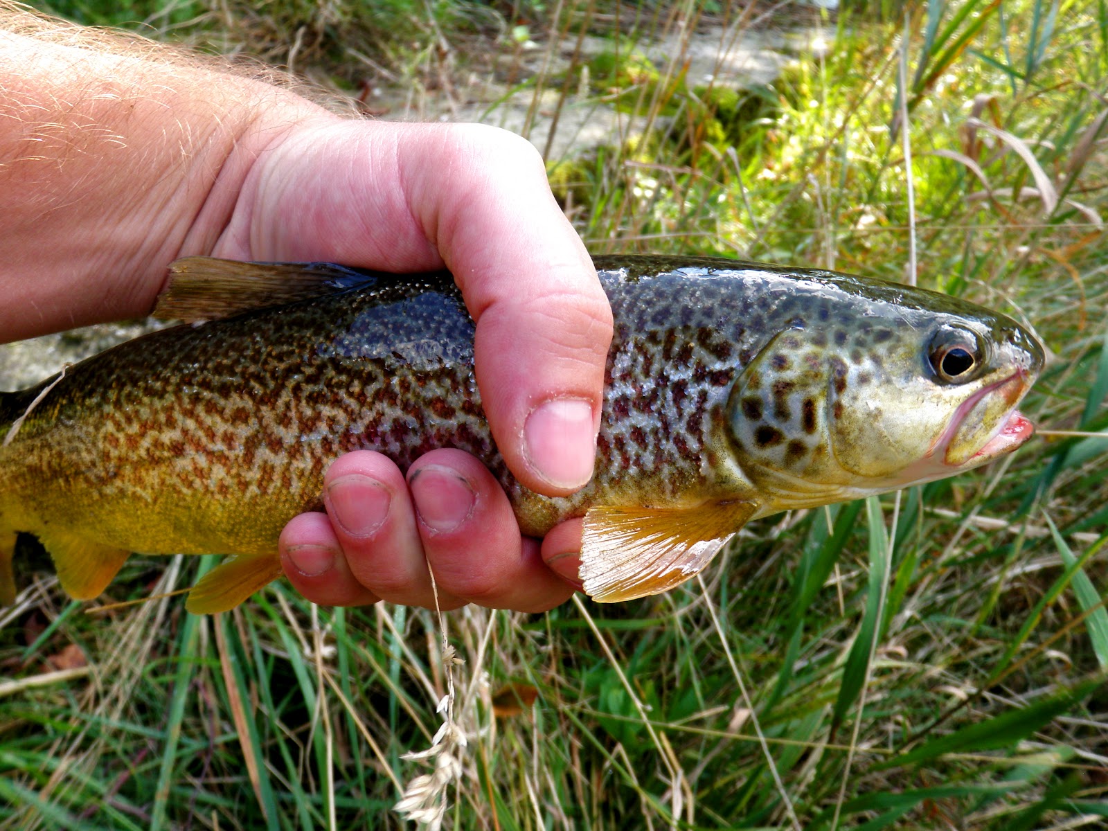 SUR-fishing: In search of the elusive Marble Trout - Italy, 2012