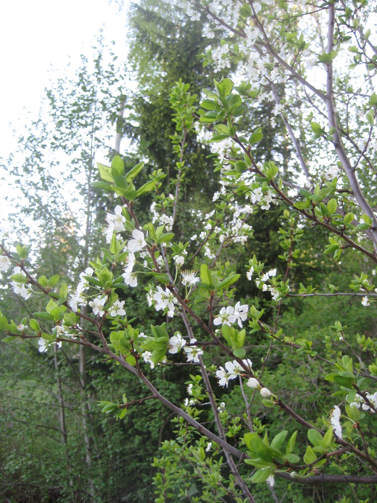 Puskasta Paratiisiin: Luumupuu ja norjanangervo(?)