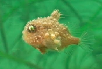 Softiemaker: Lumpsucker fish