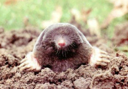 CONOCIENDO Y APRENDIENDO DE LOS ANIMALES: Conociendo y aprendiendo de ...