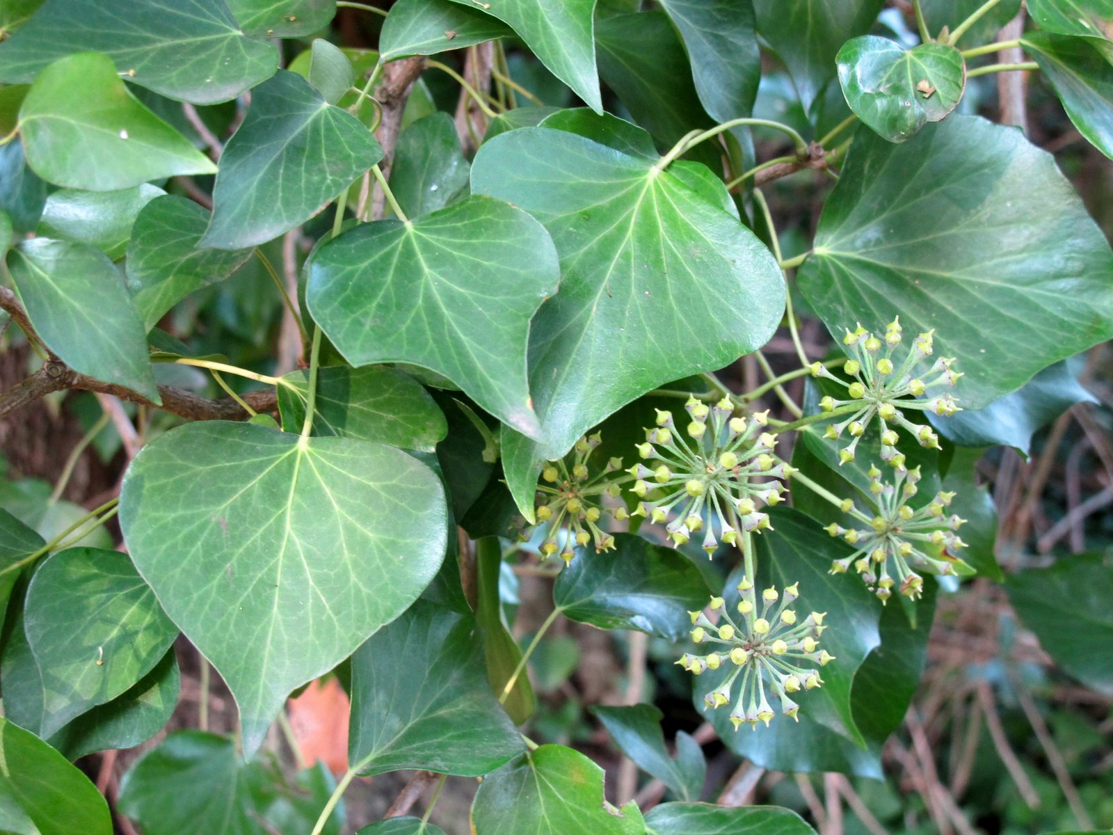 FLORA NEL SALENTO e.. anche altrove: Hedera helix L. subsp. helix ...