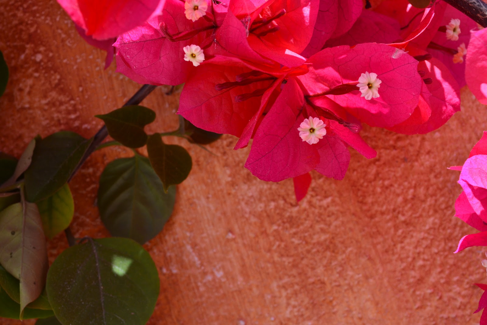 Heart of Gold: Greece Through it's Flowers