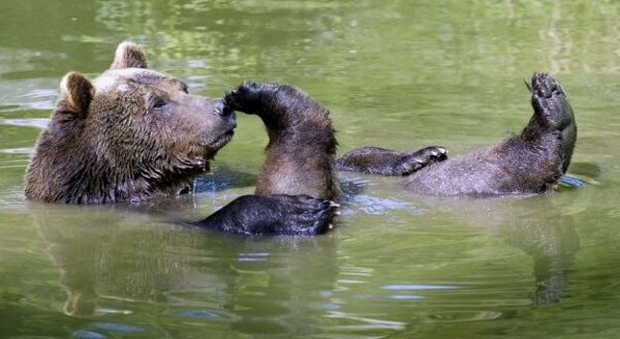 Funny animals of the week - 11 September 2015 (40 pics) | Amazing Creatures