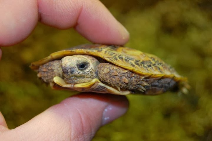 Rules of the Jungle: The Pancake Tortoise