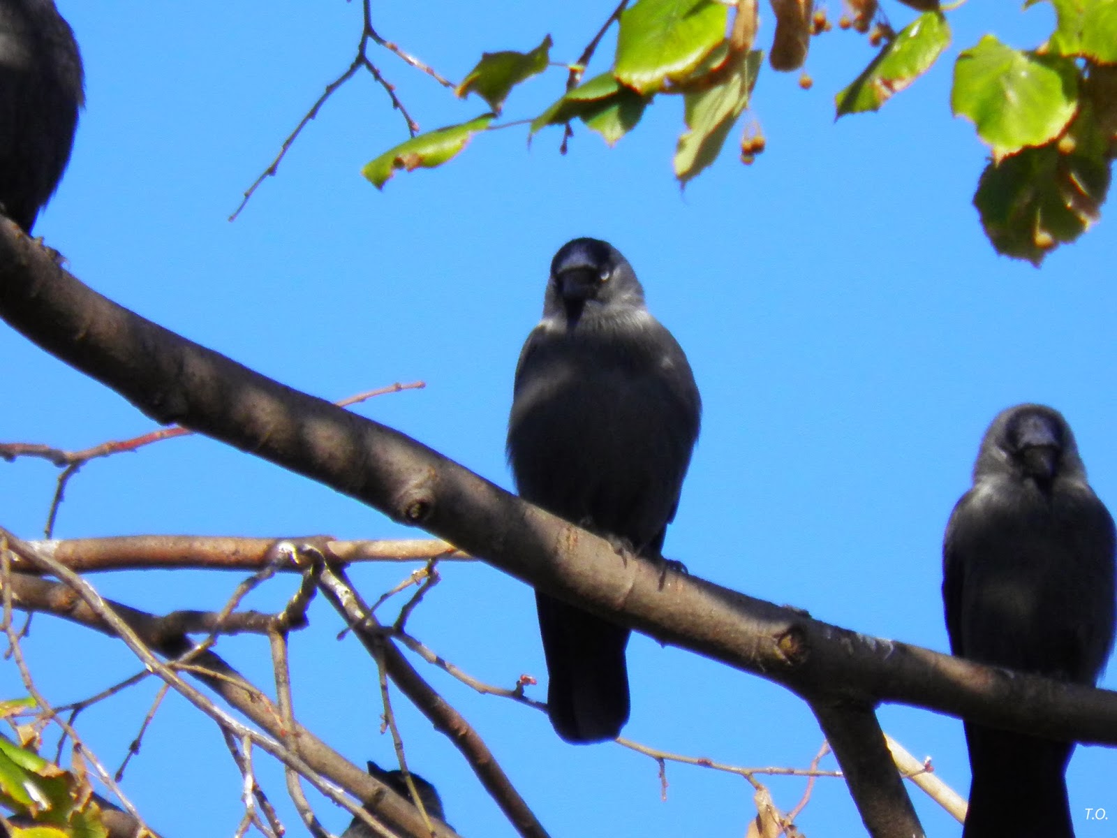 PASARI DIN ROMANIA: STANCUTA, Corvus monedula