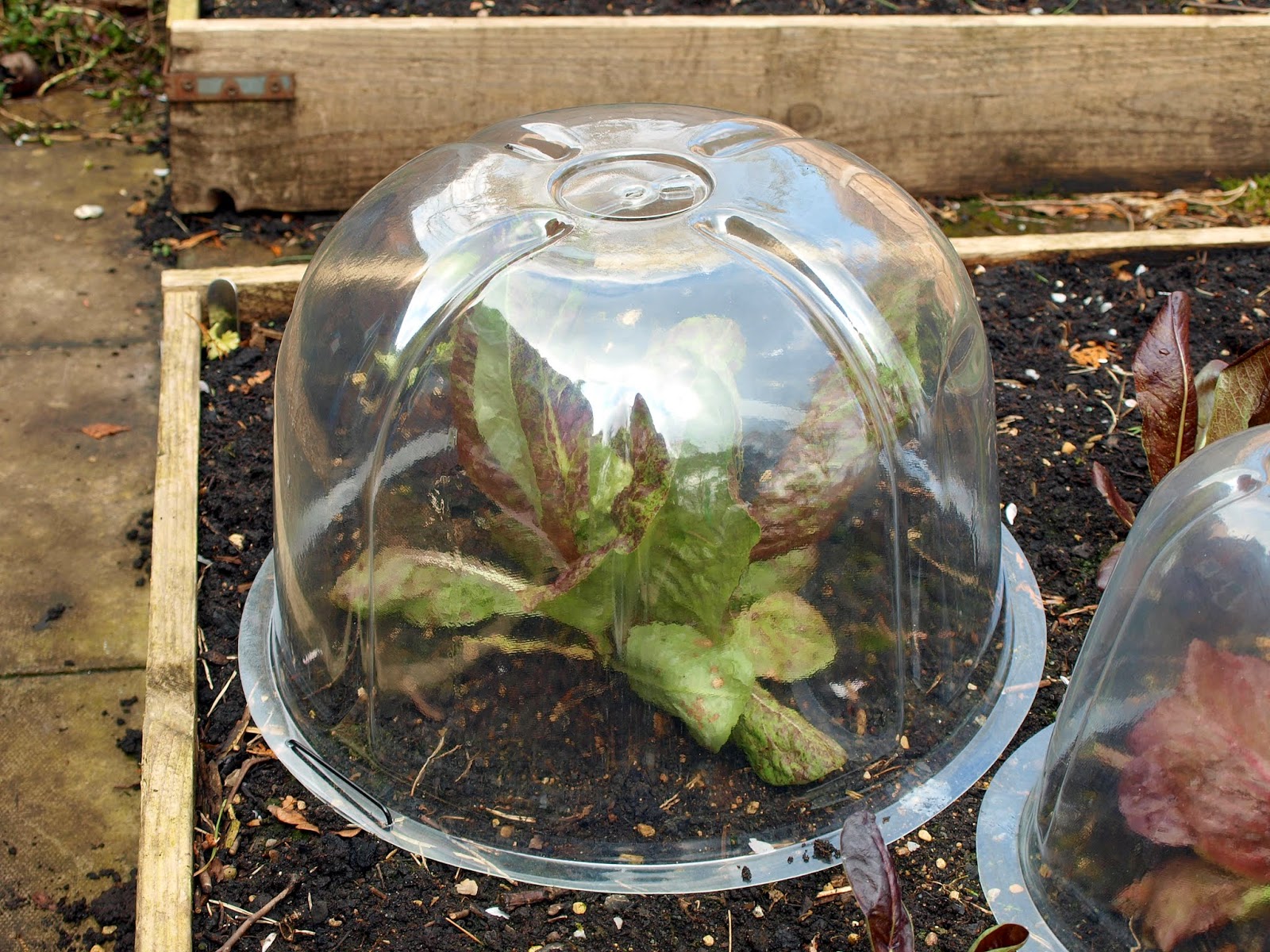 Mark's Veg Plot: Cloches earning their keep