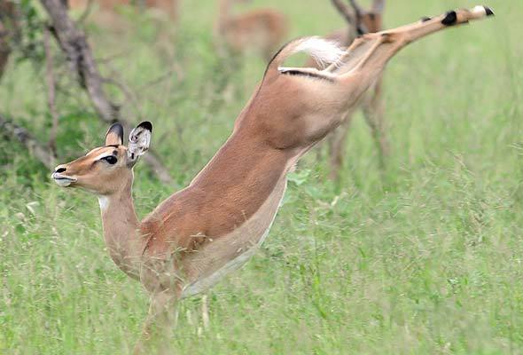 Chikonamombe Totem - what the represent