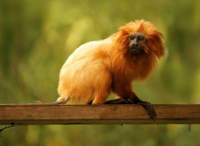 The Golden Lion Tamarin | Facts & Photographs | The Wildlife