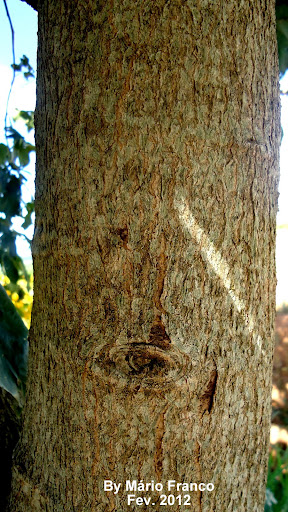 Meu Cantinho Verde: PAU-FAVA, ALELUIA - ( Senna macranthera )