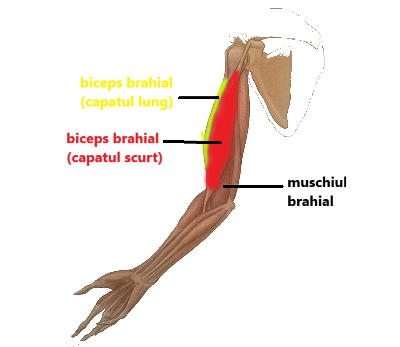 train yourself: Muschii membrelor superioare