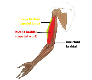 train yourself: Muschii membrelor superioare