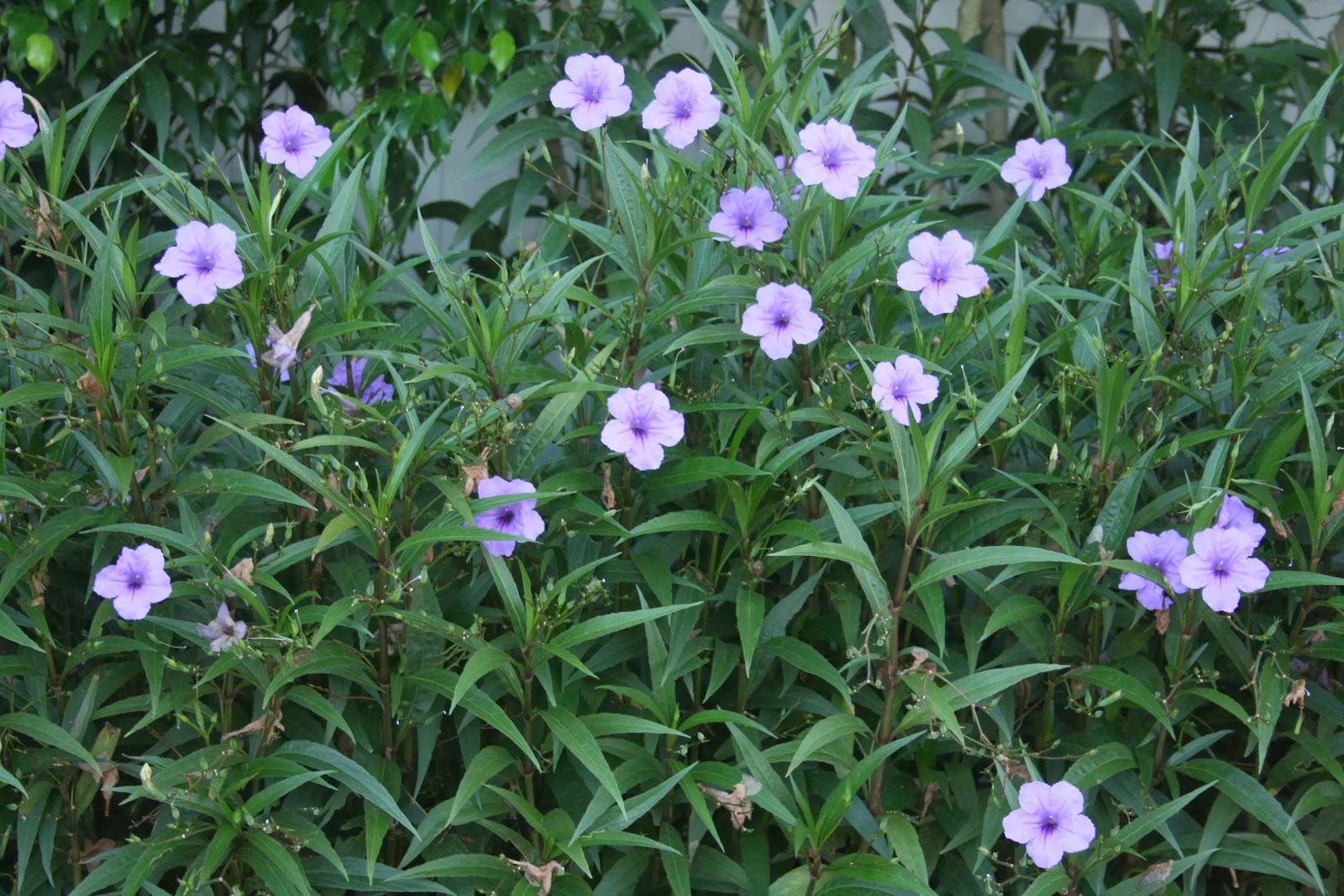 Native Florida Wildflowers: Wild Petunia - Ruellia caroliniensis