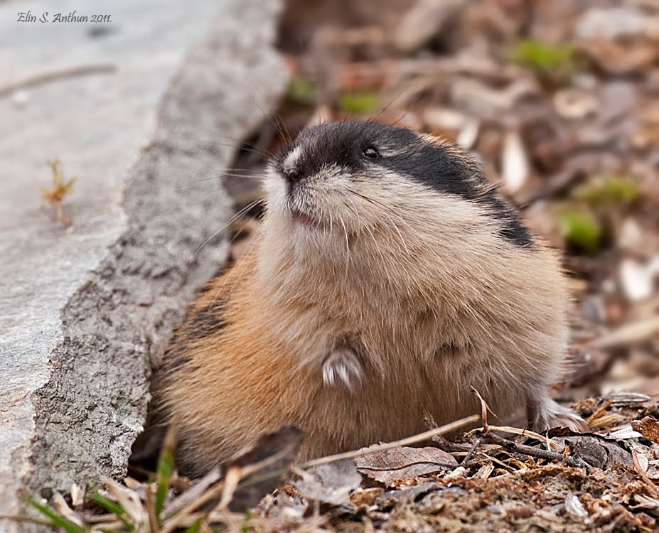 Nikon og jeg.: Det auler med lemen og mus.........