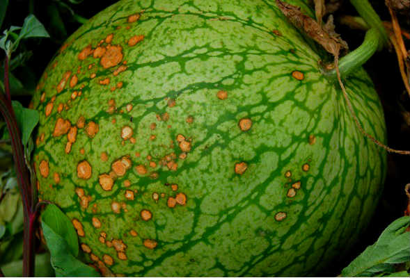 Antacnosis o Chancro | Enfermedades de las Plantas