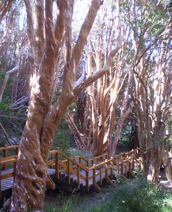 Parque Nacional Los Arrayanes, Neuquén