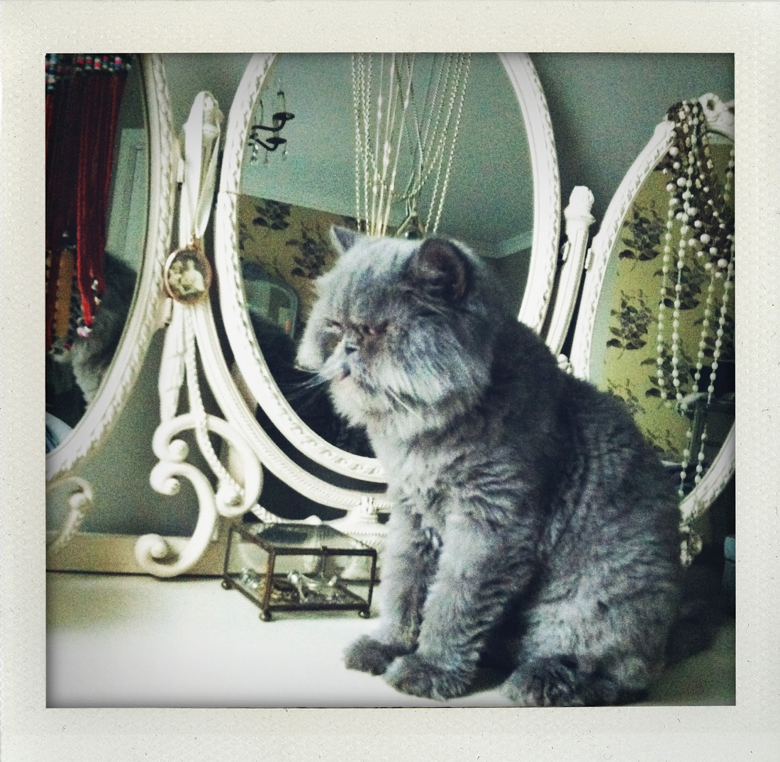 White Rabbit England: Meet the White Rabbit Pets! Donkeys, Dogs and ...