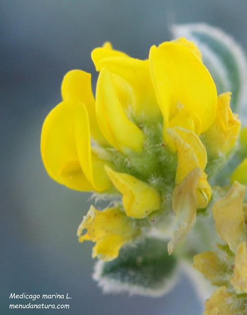 Menuda Natura: Medicago marina L.