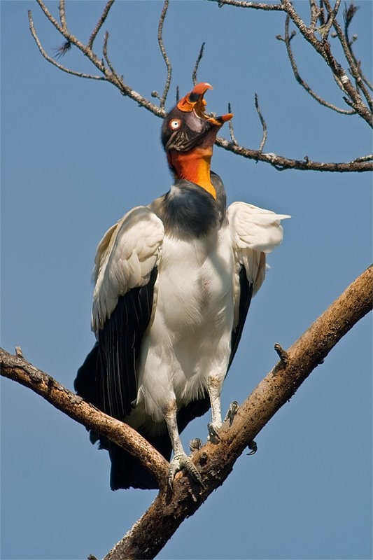 color e imágen.: El Cóndor Real!!