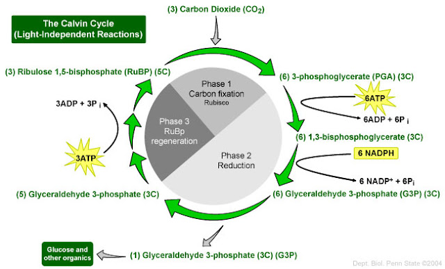 #103 The light-independent reactions (Calvin cycle) | Biology Notes for ...
