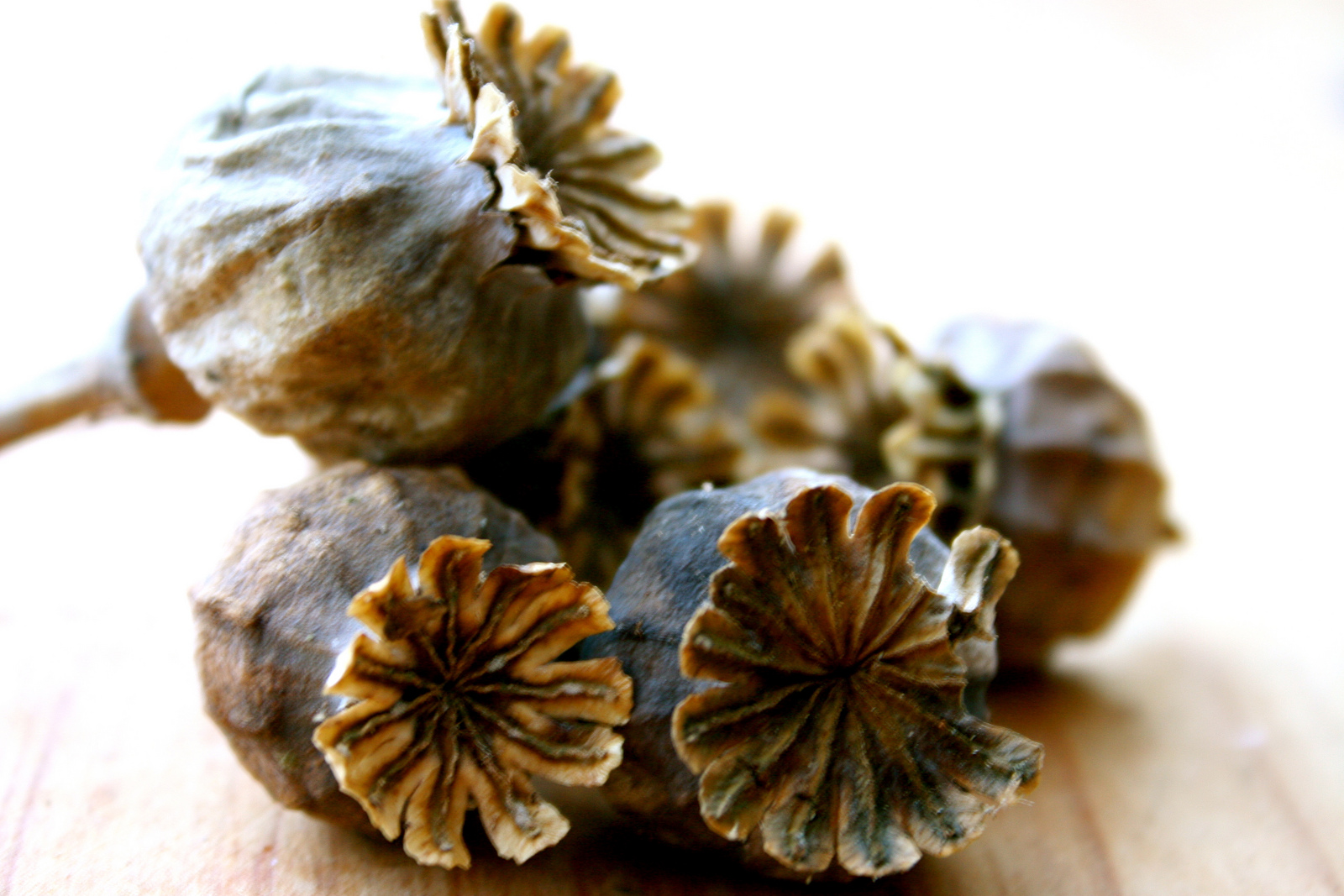 Ayurvedic Gyan: # Afim ,अफीम,Opium Poppy (Papaver somniferum )