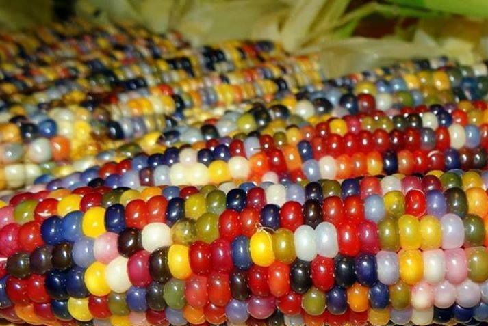 Amazing World: Amazing Multi-Colored Corn