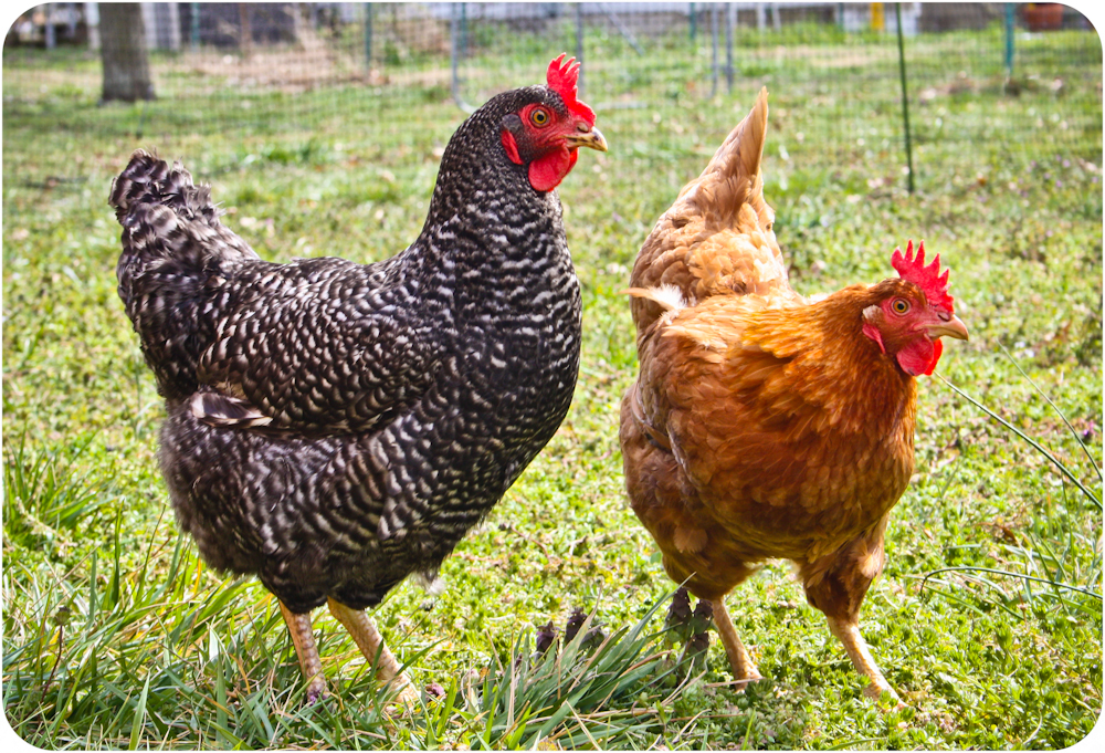 You know how we're an art family...: spring chickens