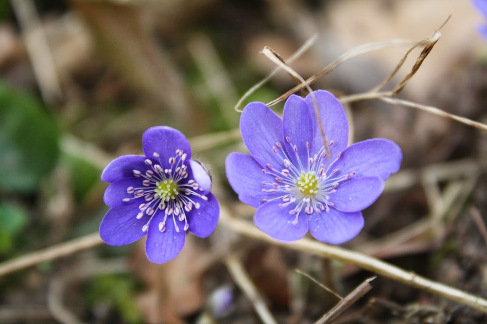Kraina Wędrujących Wysp: W leśnej spokojności