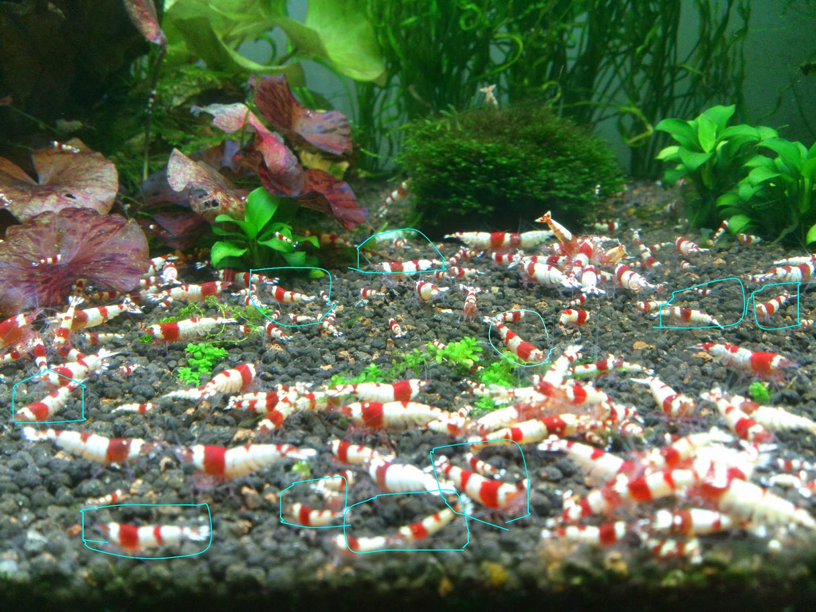 Garythay Pure Red Line Shrimp(PRL)