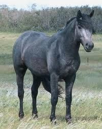 Por una gran pasión, los caballos: Capas de patron blanco