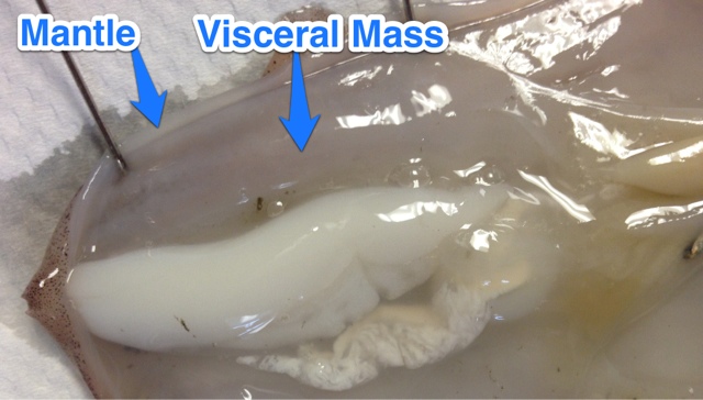Biology 11: SQUID DISSECTION