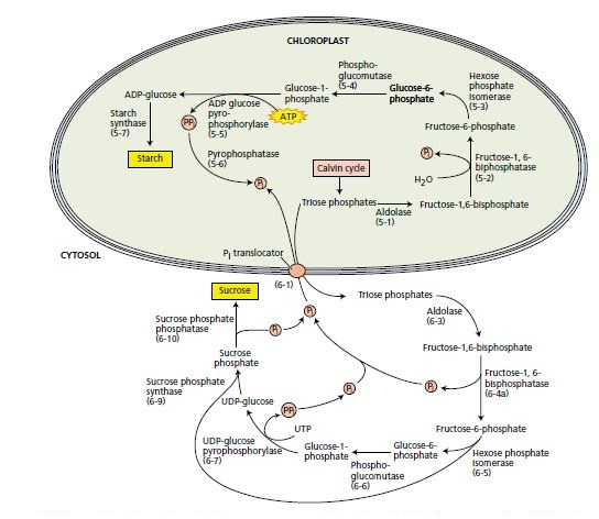 SYNTHESIS OF STARCH AND SUCROSE CSIR TOPIC PLANT PHYSIOLOGY