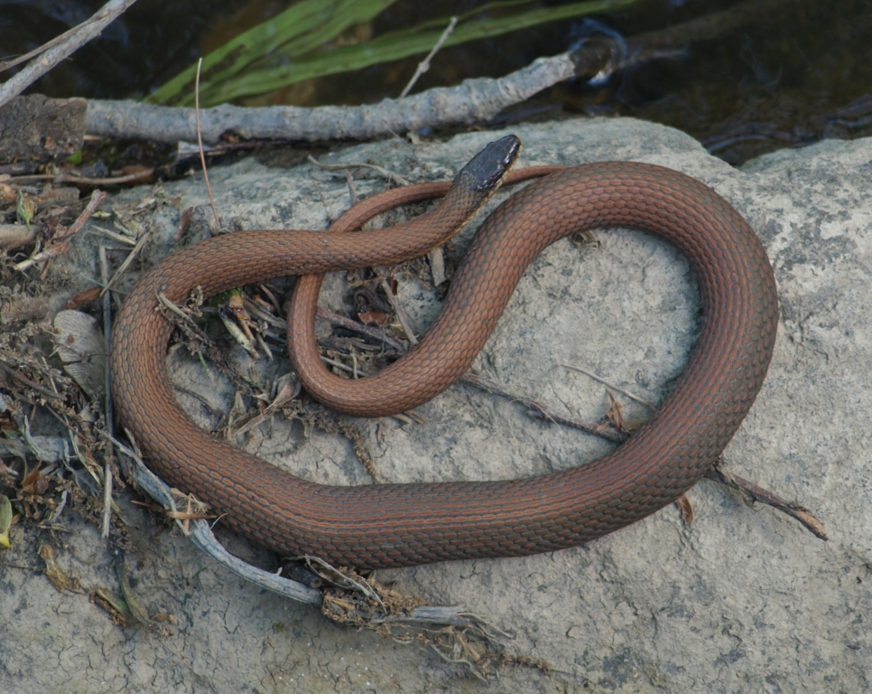 Ohio Birds and Biodiversity: Kirtland's snake