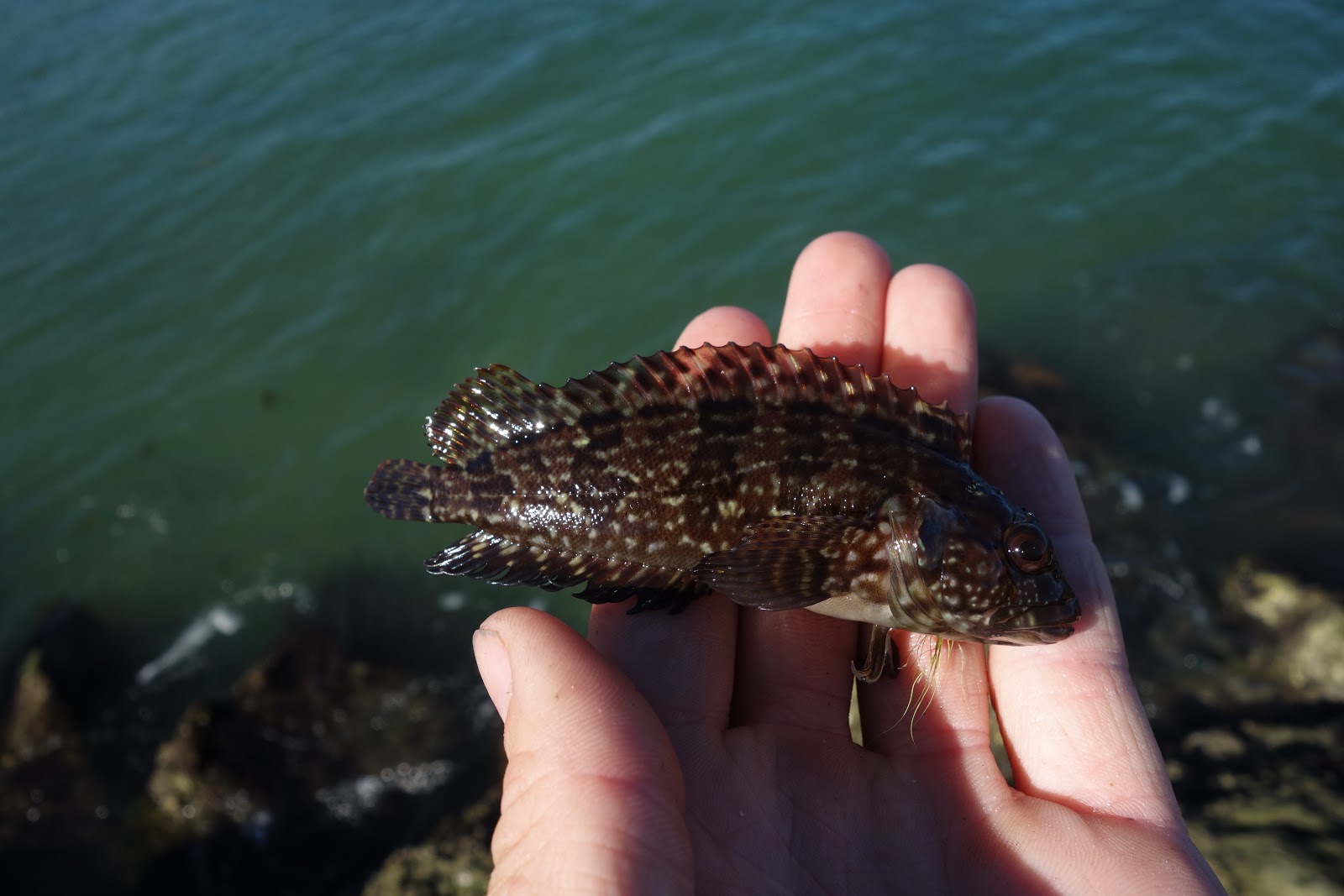 Connecticut Fly Angler: Florida: Hairy Fish