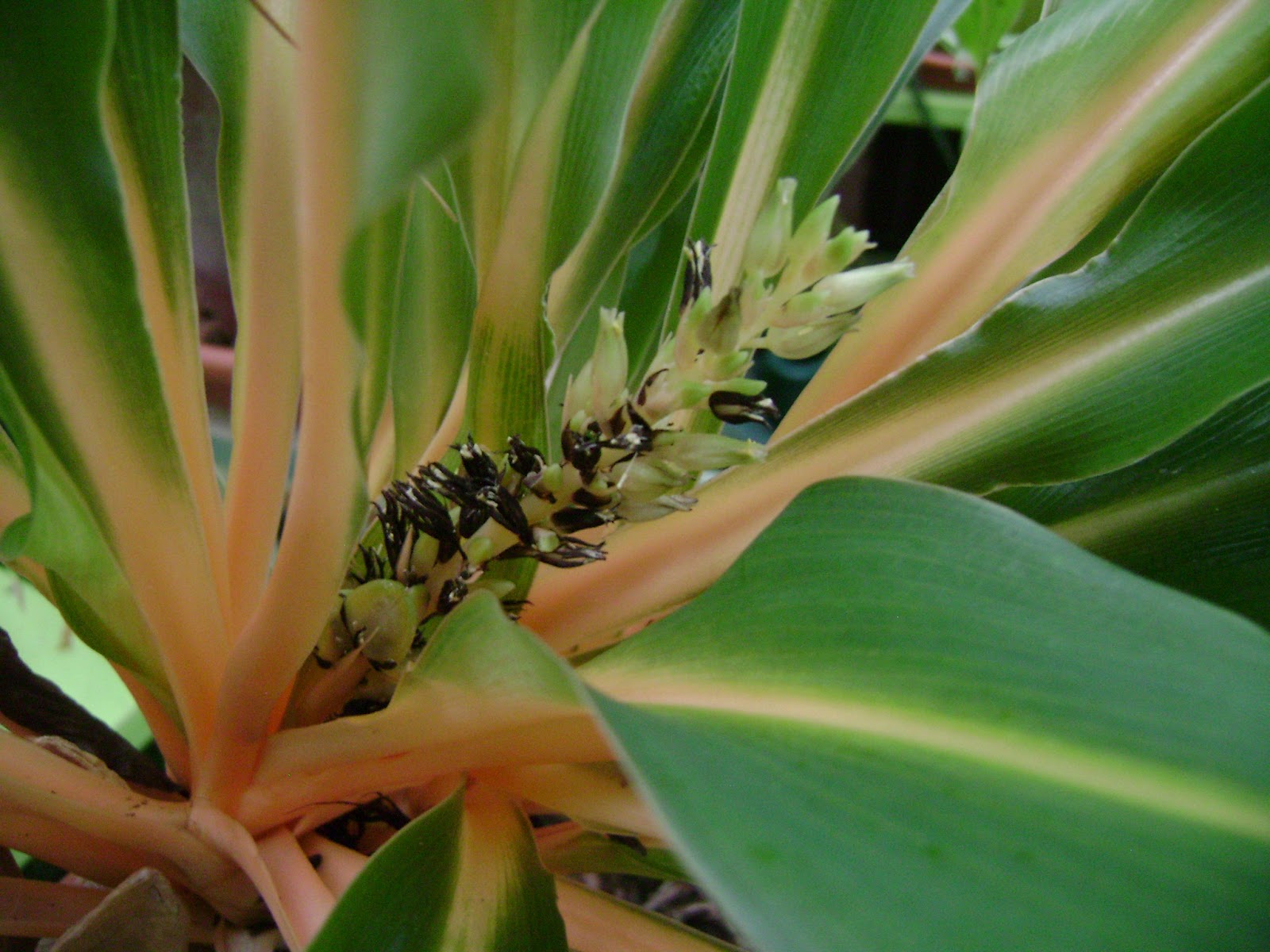 Houseplant Guru: 'Fire Flash'