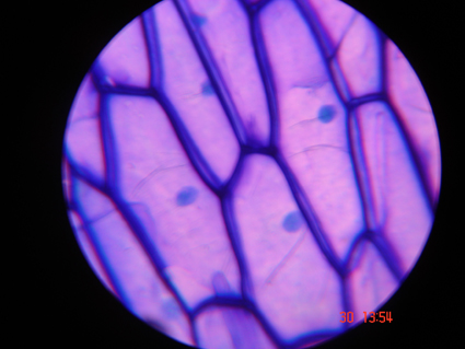 Pràctiques de laboratori Alba i Judit: La cèl·lula