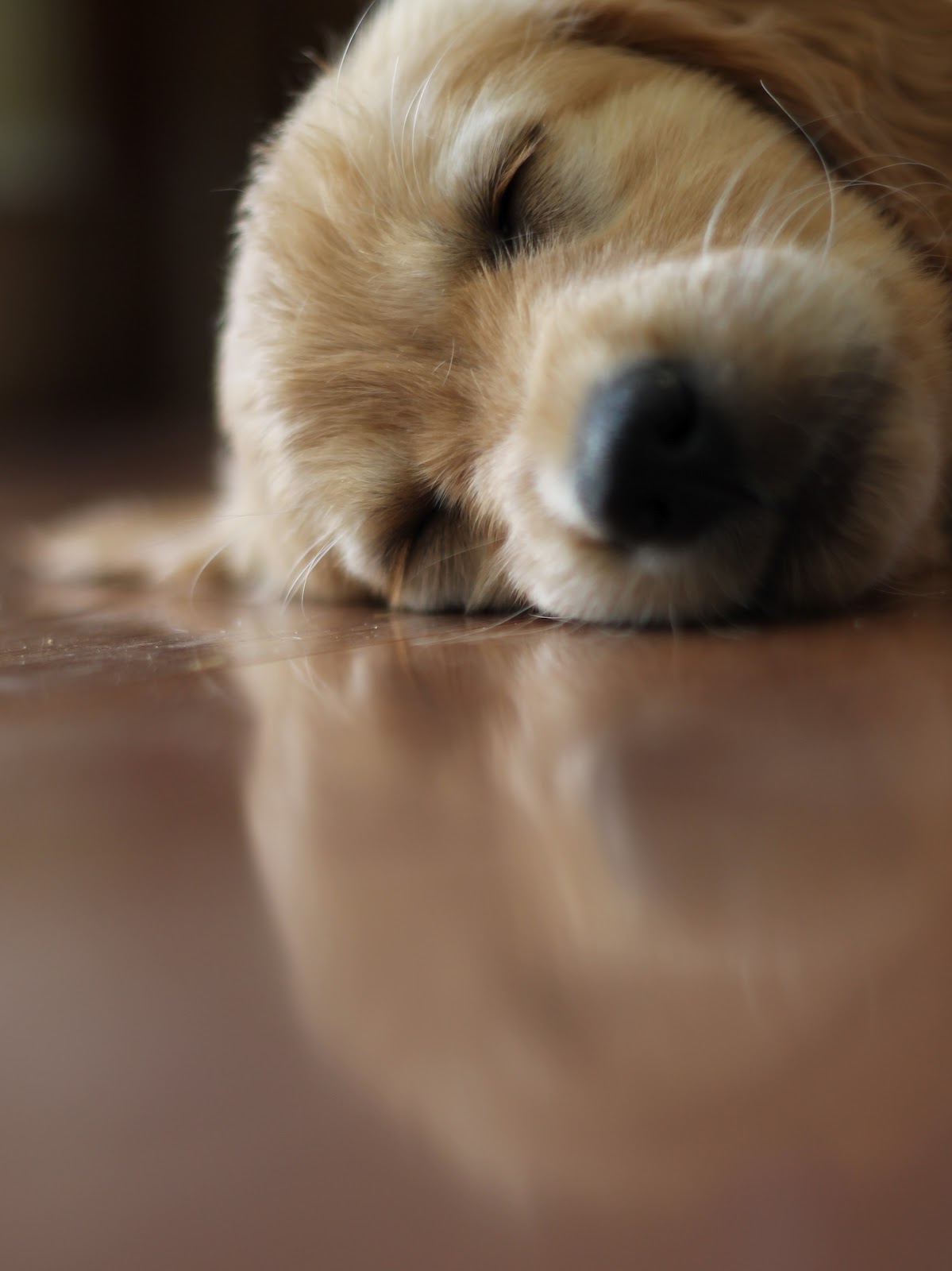 Mama's Felt Cafe: Wordless Wednesday--Puppy Love