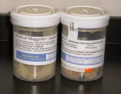 Maggot Therapy ~ Dr Impo