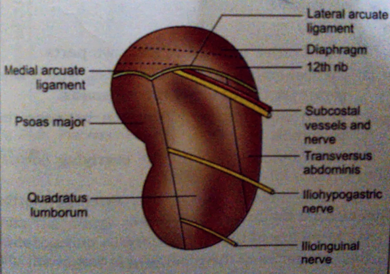 Kidney Anatomy Mbbs 1st Year kidney-anatomy-mbbs-1st-year