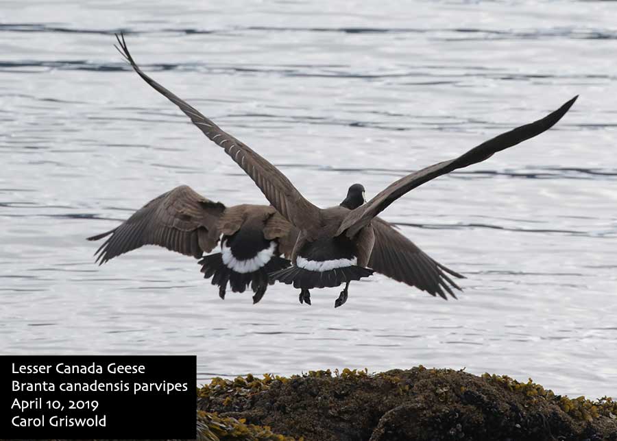 Sporadic Bird from Seward, Alaska : Wednesday, April 10, 2019 Lesser ...