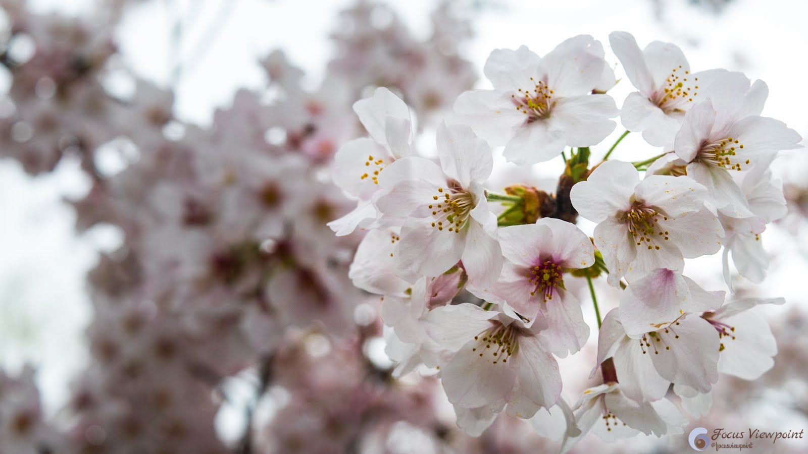 Cherry Blossom - Sakura flowers - at Ueno Park, Tokyo, Japan | Focus ...