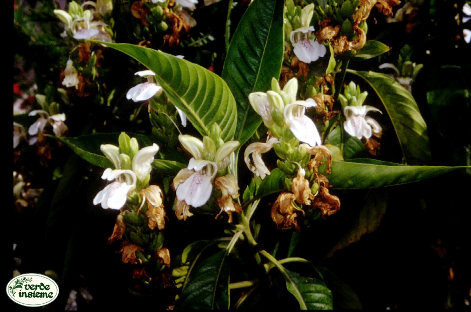 Adhatoda vasica: un arbusto fiorito dalle antiche virtù terapeutiche