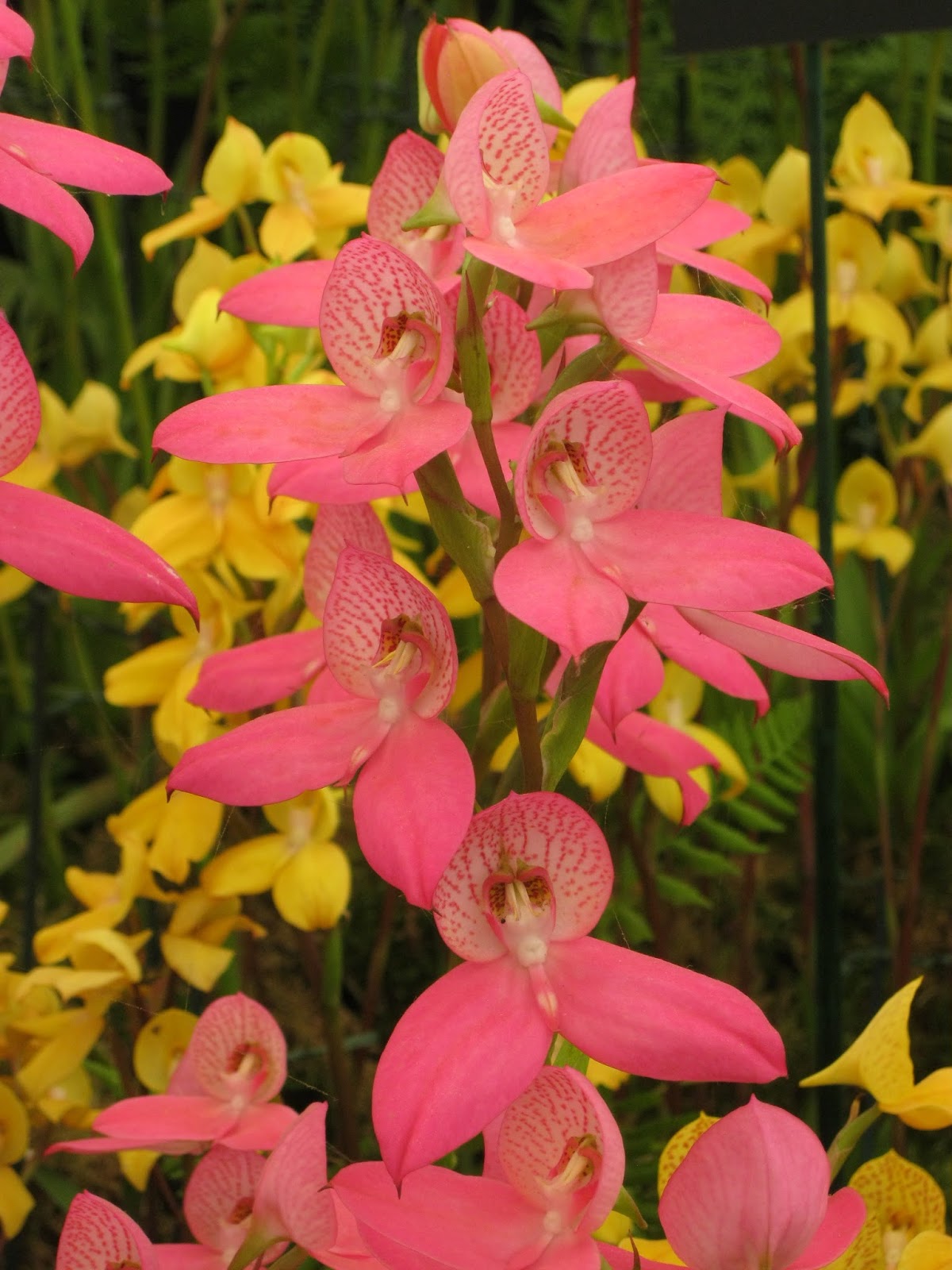 The Digital Beekeeper