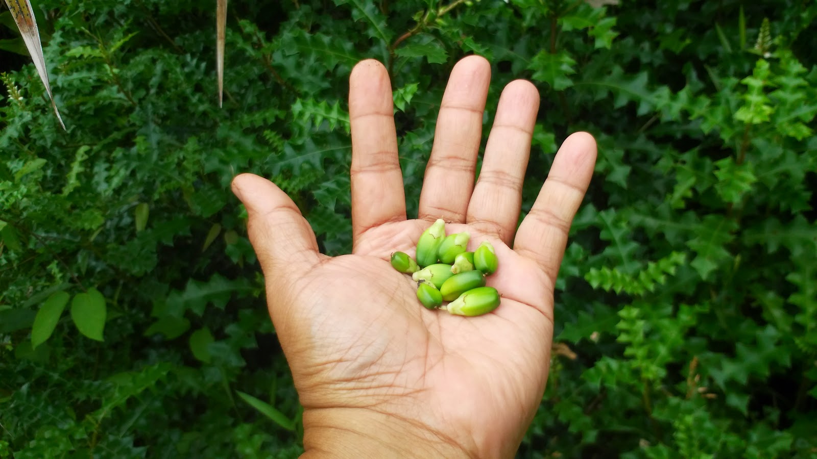 Khasiat buah jemuju...Sangat mujarab mengubati Kanser..Banyak di ...