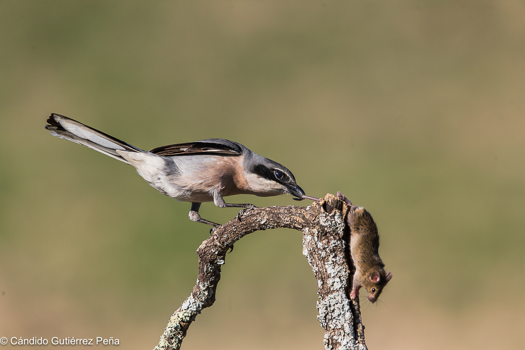 ALCAUDON REAL - Lanius Excubitor | Observatorio de la Naturaleza