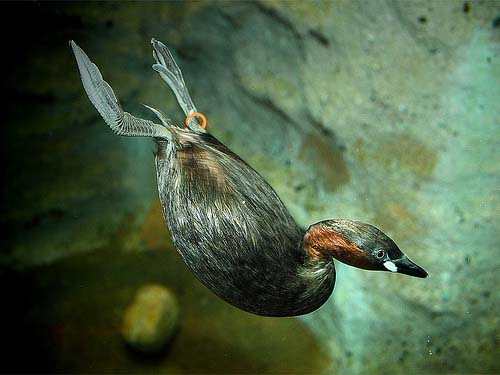 Top 4 Birds With Amazing Diving Technique-Top Things Around Us