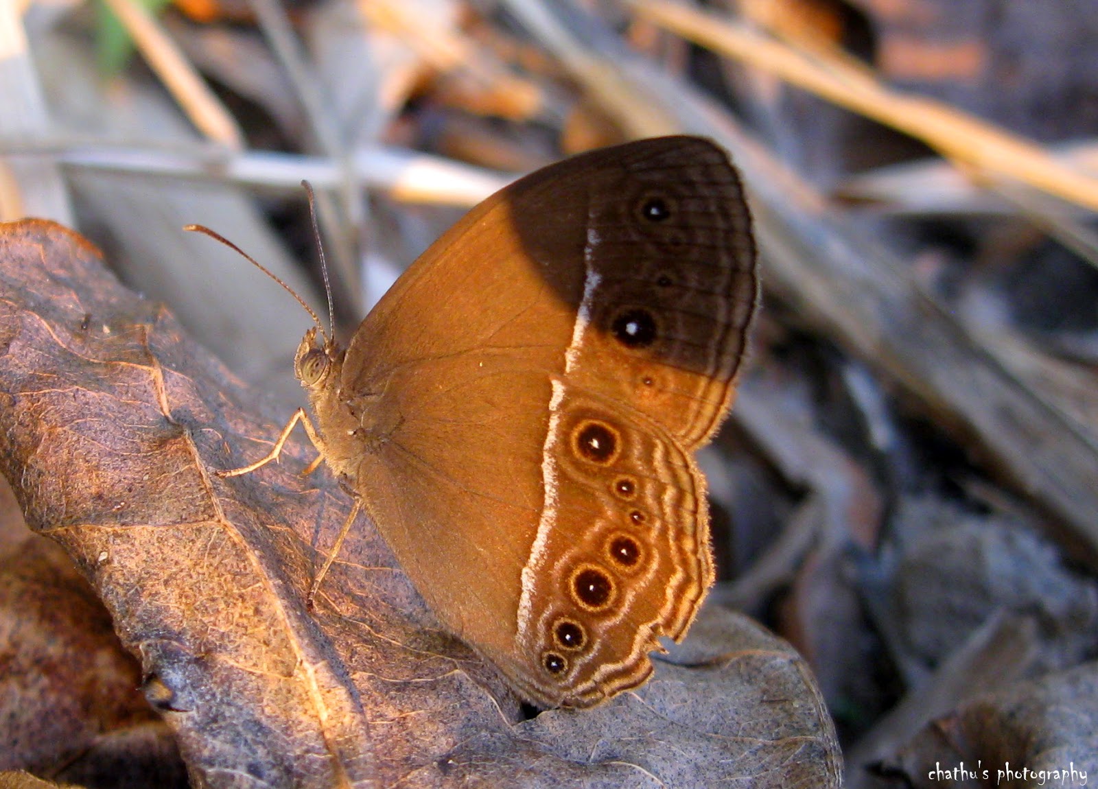 Nature Of Srilanka: Nymphalidae (68) (නිම්ෆාලිඩේ කුලය )