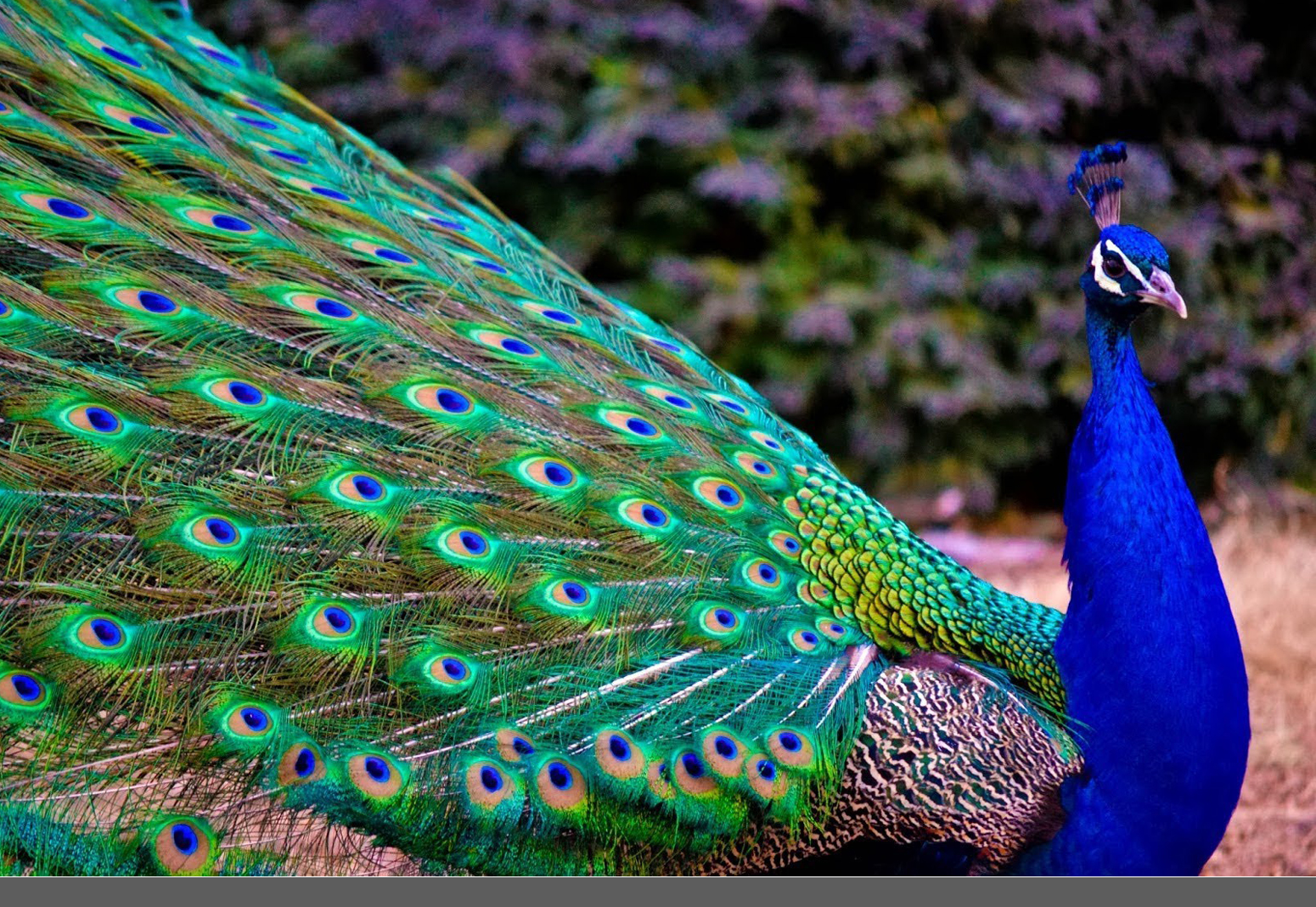 Merak India - Burung