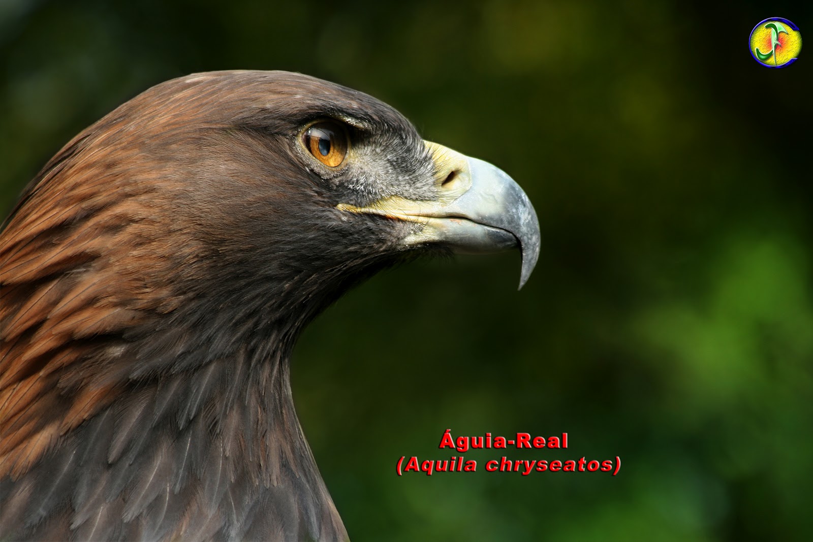ORNITOLOGIA: Águia-real (Aquila chrysaetos)