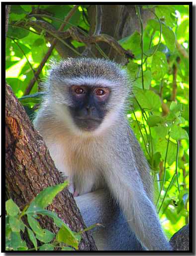 African Monkeys Review | Animals Blog