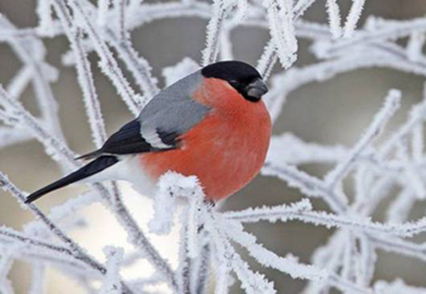 chippep: GORGEOUS BIRDS, part 2